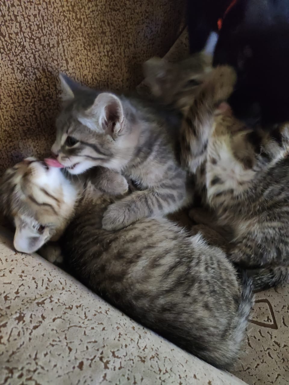 Как играют ????котята. Смотреть можно бесконечно.