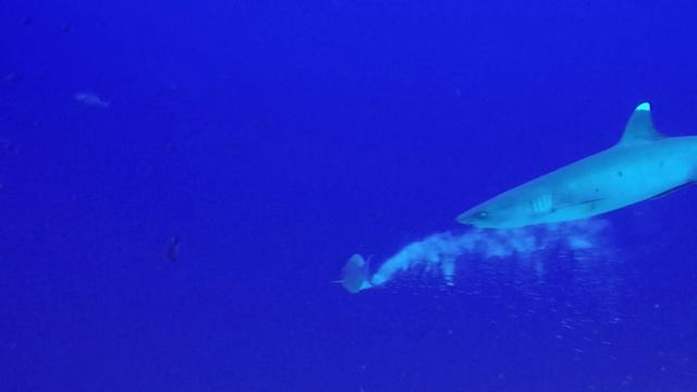 Прогулка с акулами.mp4