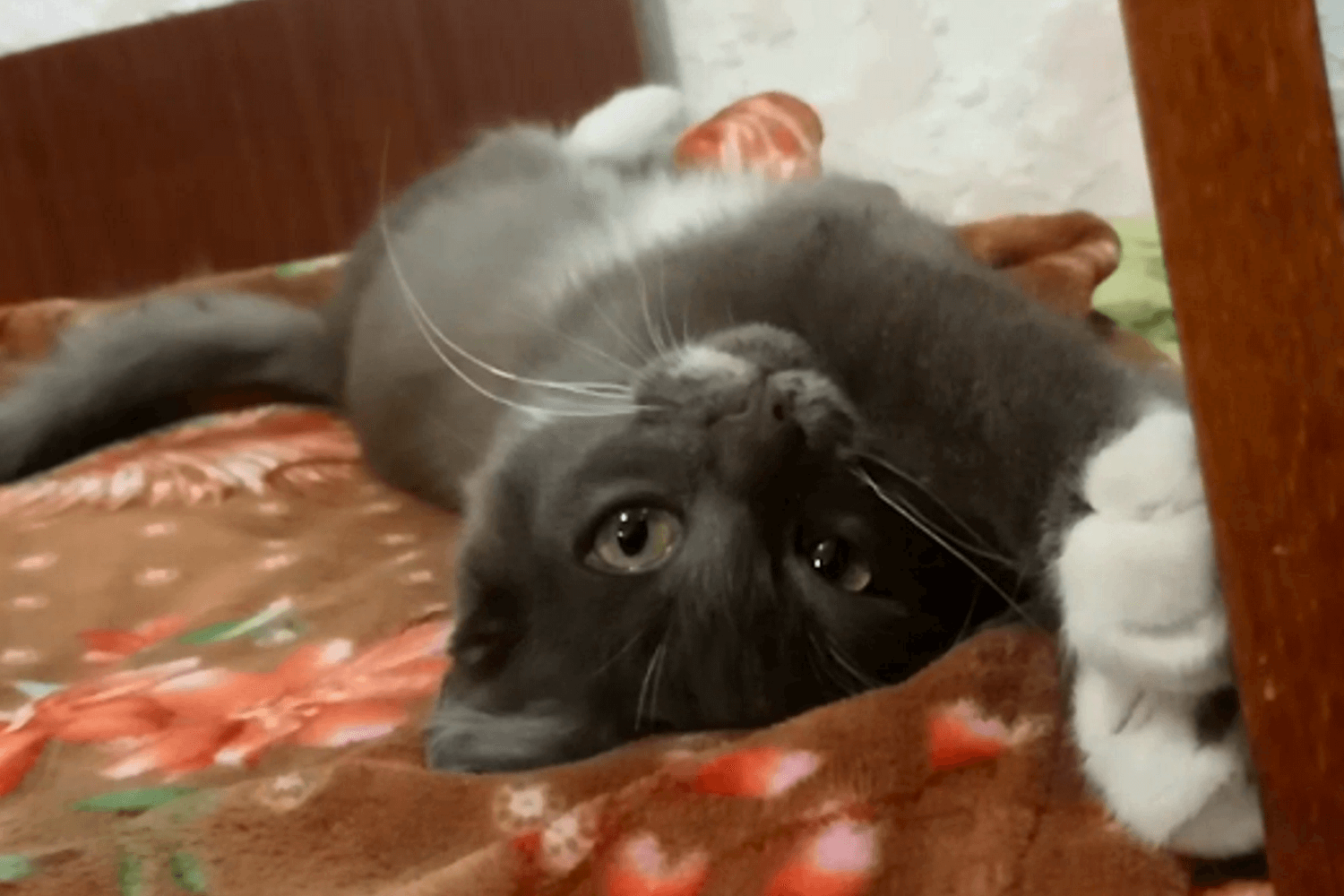 Кошка Муся наигралась и резко уснула