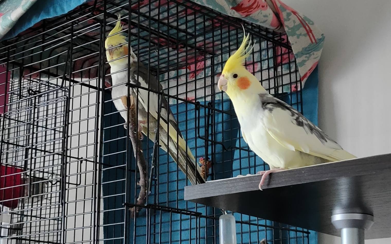 Тоша+Стеша. Знакомство.mp4