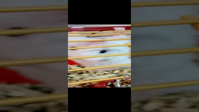 Хомяк - спортсмен