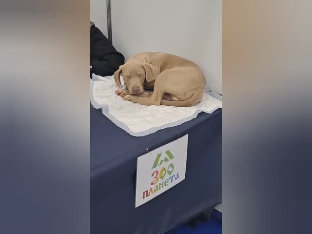 Выставка собак.Пёсик уснул на Зоошоу в Экспофоруме.10.12.2023.Санкт-Петербург.