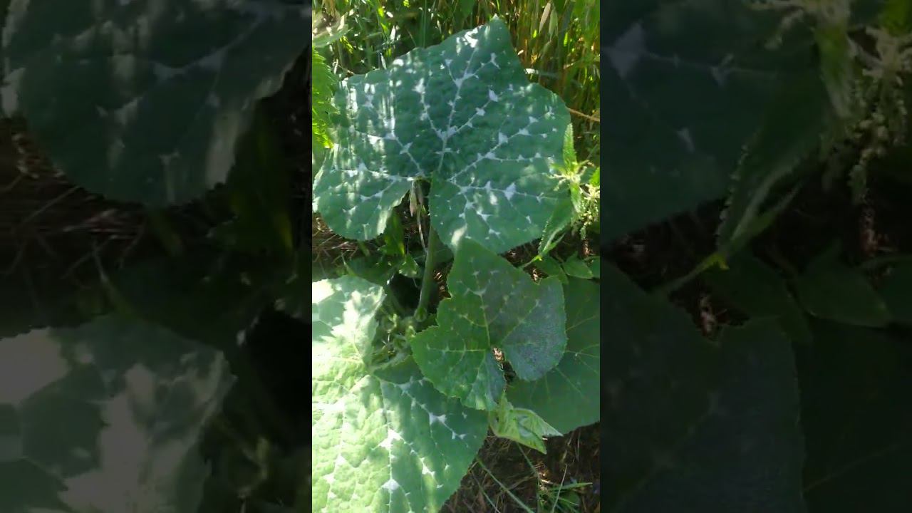 ч3 Результат метода. Сеем поверх сорняков. #гениальный #огород