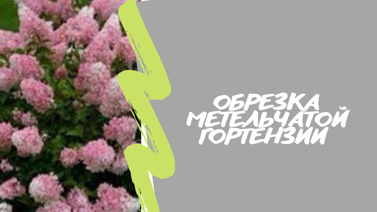 Обрезка метельчатой гортензии.?Сорт Ванила Фрайз.