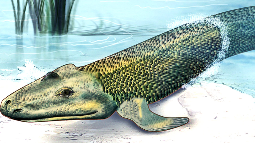 Эффект пони. Рассказ