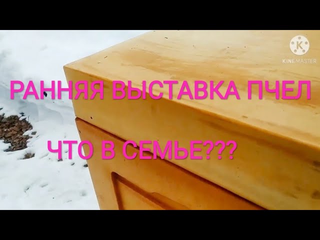 Ранняя выставка пчел. Пробую метод Сергея Гопка. Челяб. Обл.