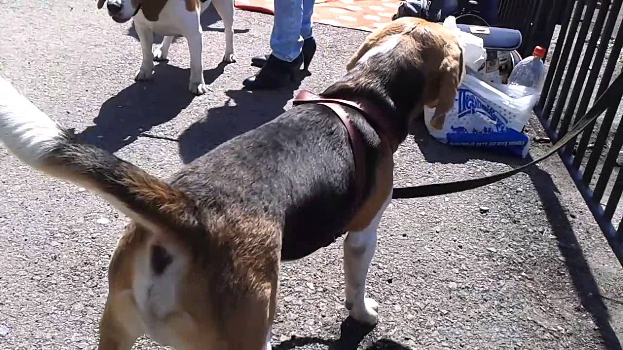 Выставка собак в Челябинске 12.05.2013 ч.2