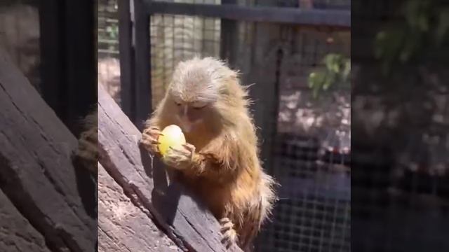 Маленькой обезьянке дали виноградинку