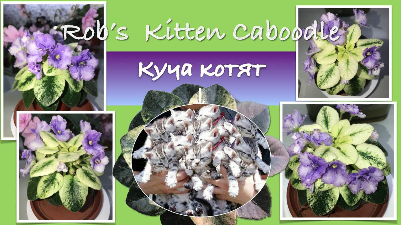 Фиалка сортовая Rob’s Kitten Caboodle или причём тут котята?