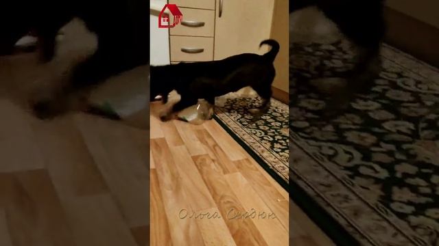 Марта и бутылка