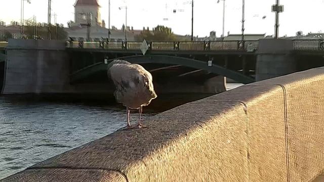 ЧАЙКА | Птица чистит перья и не боится людей в Санкт-Петербурге | СМАЙЛИКИ