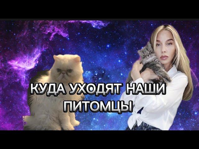 КУДА УХОДЯТ НАШИ ПИТОМЦЫ. ФРАГМЕНТ ВЕБИНАРА "САКРАЛЬНОЕ СЕРДЦЕ". Полная версия по ссылке в описании.