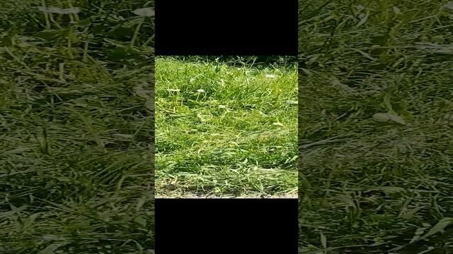 Я по улице иду