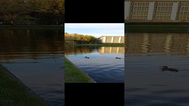 Парк на Крестовском острове , Диво остров