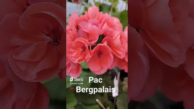 Пеларгония Pac Bergpalais