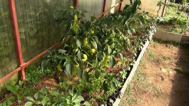 У нас гости. Последняя поездка на дачу родителей Оли в село Усолье. Купили сад 16.