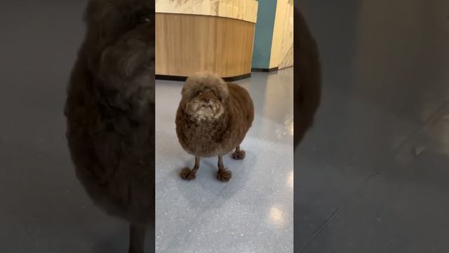 Сходил в барбишоп