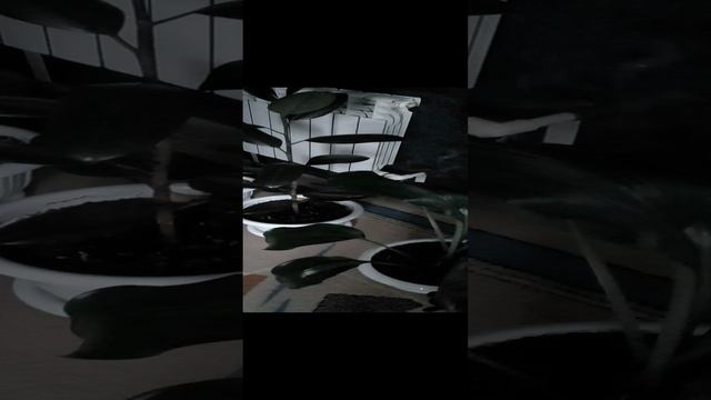 Комнатные цветы в нашем доме