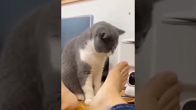 Смешные Коты и Собаки