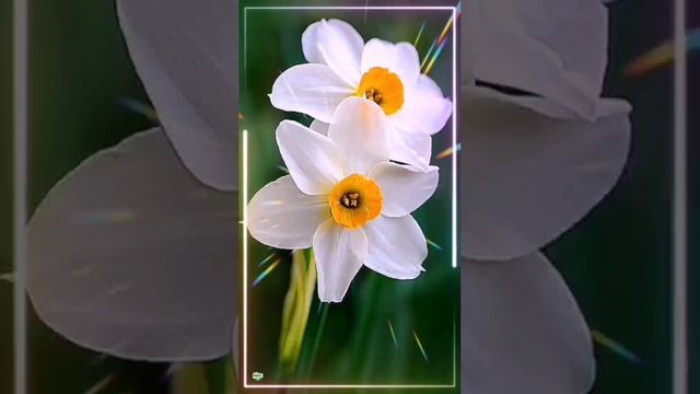 Доброго утра