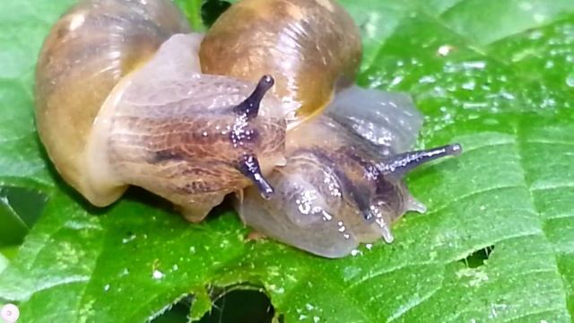 Любовь улитки