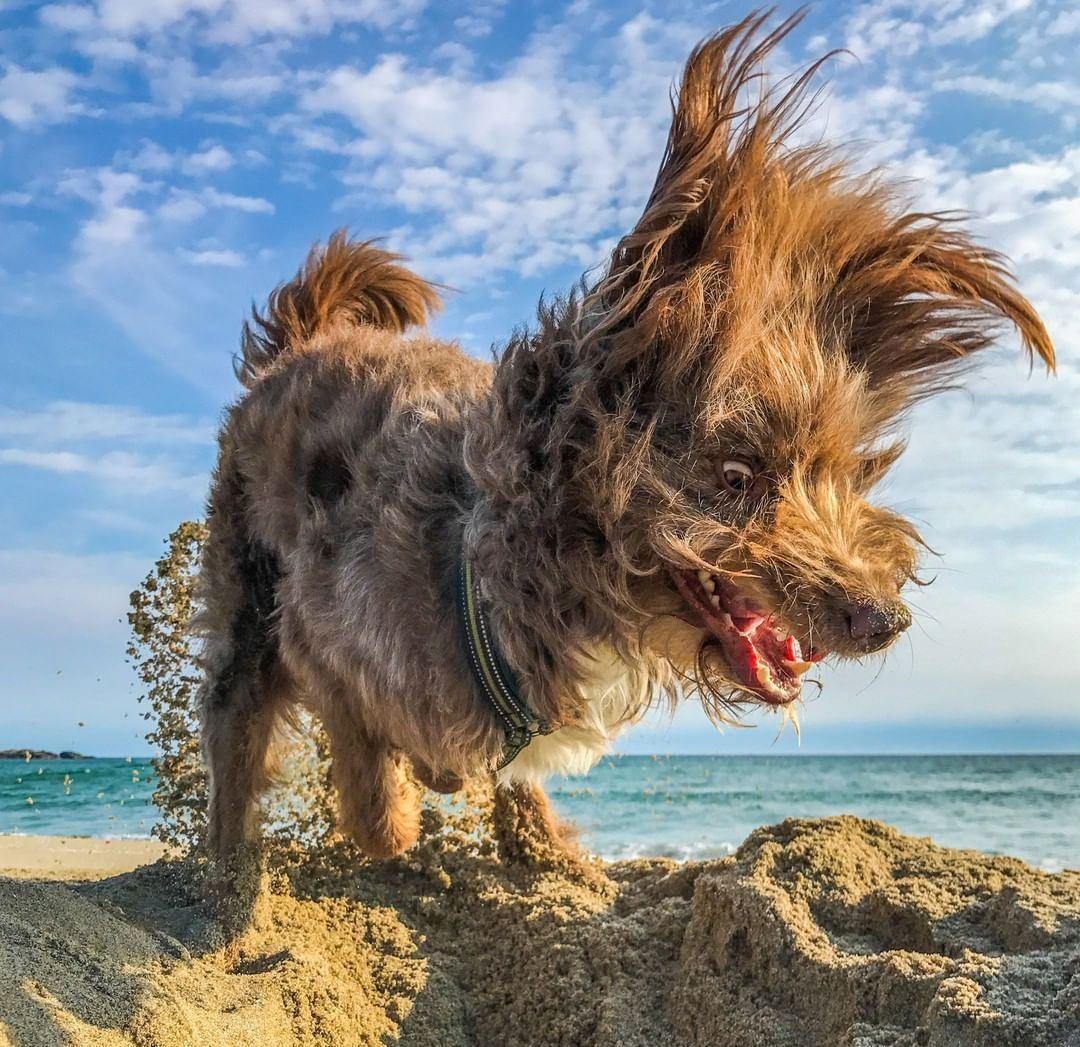 Э.Григ   Пер Гюнт 3.Танец  Анитры.