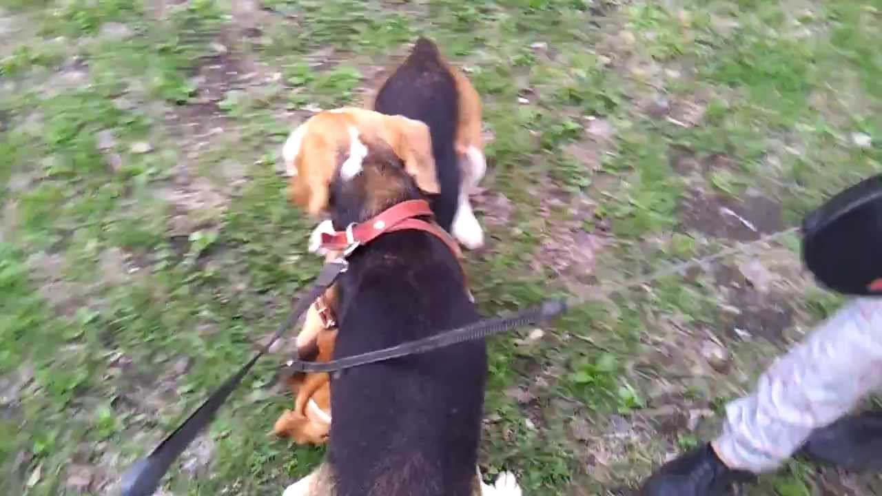 Бигли Фока и Кекс 08.05.2013 ч.1