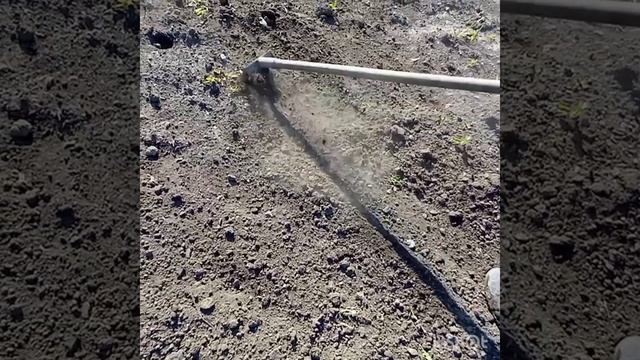 Пропольник в деле. Гроза.