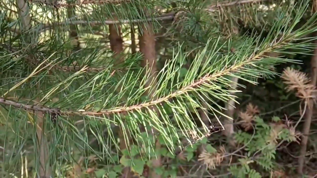 «Лесная мудрость»