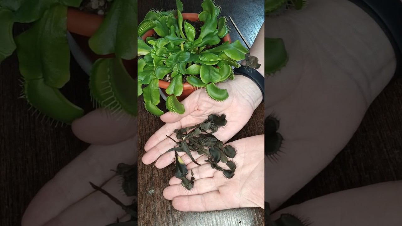 Наводим красоту мухоловке. Стрижка дионеи венериной мухоловки #мухоловка