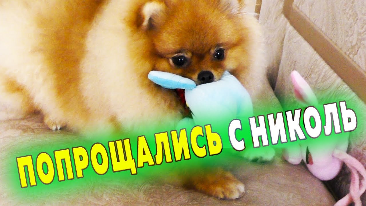 Попрощались с Николь. Утопили камеру. Вернулись домой. Встреча со шпицами Оливией и Бэллой