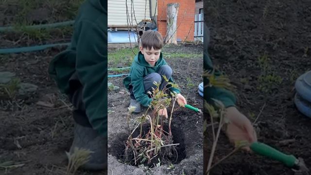 шок!! сажаем пионы