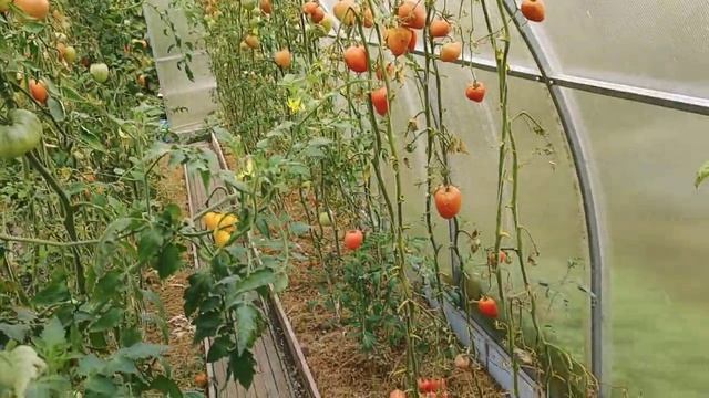 Томаты в конце сентября. 27.09.2021.mp4