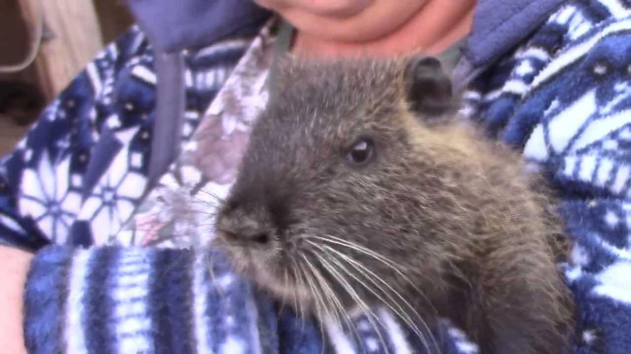 Крысы, хоть и нутрии.