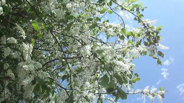 Расцвела черёмуха...