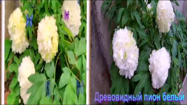 2020 май  Хатка Древовидные пионы