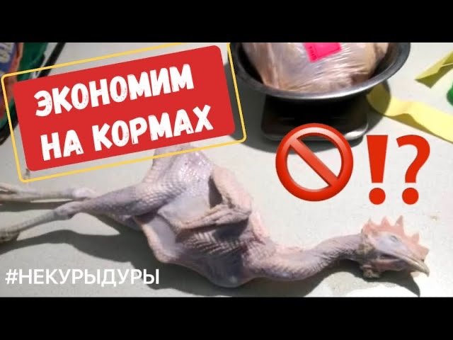 Экономим на кормах. Что-то пошло не так!