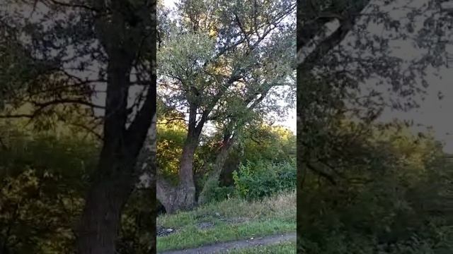 Красивая осень.mp4