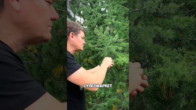 Дорого ли путешествовать в Алтай? #путешествия #алтай