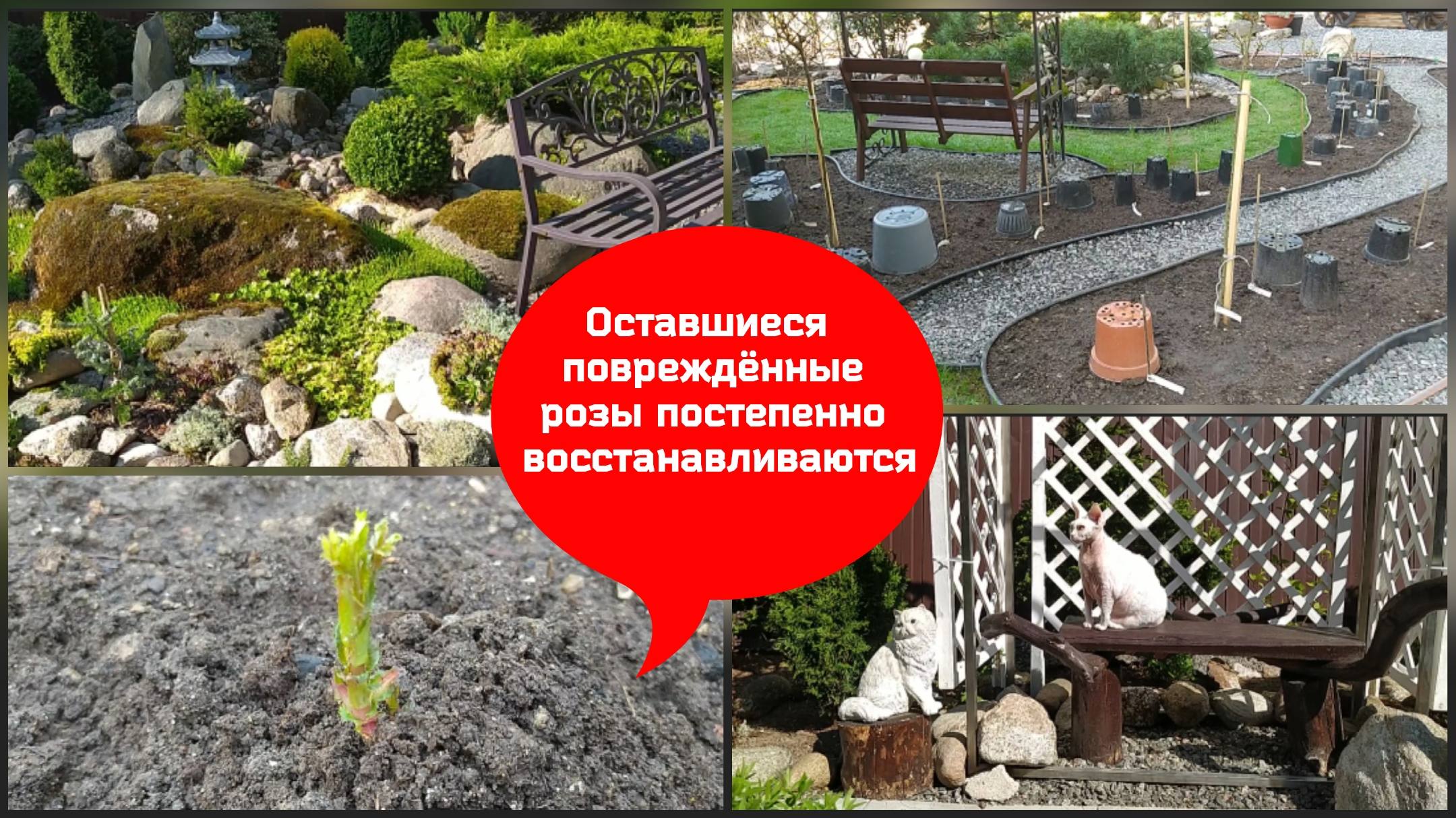 Оставшиеся повреждённые розы постепенно восстанавливаются.