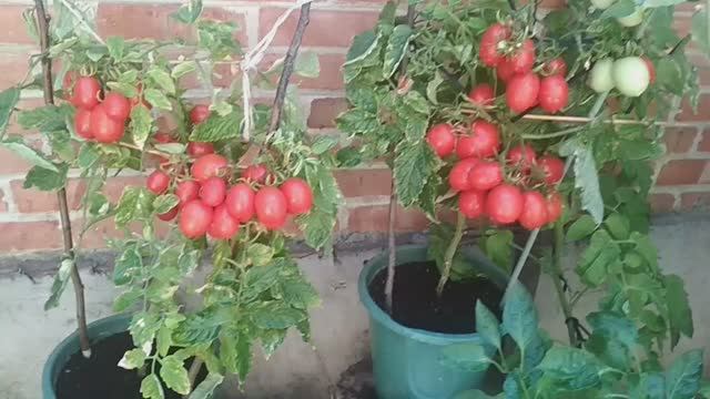 Томат Комнатный сюрприз, снимаем урожай