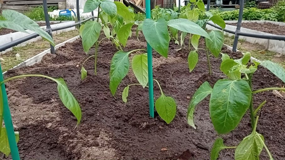 Рассада перцев