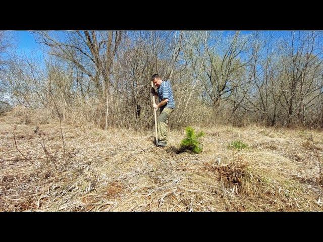 Купил дом в деревне у реки, сажаю лес! Жизнь в деревне, дом в деревне! Живописное место в селе