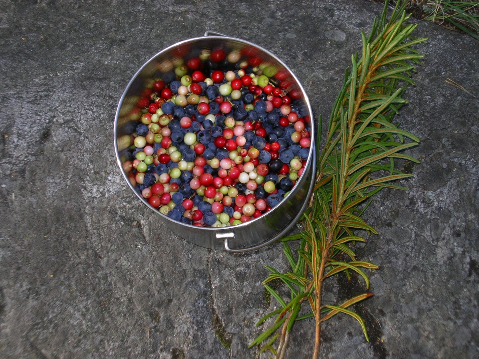 3. Ладожское озеро Грибы Ягоды.mpg