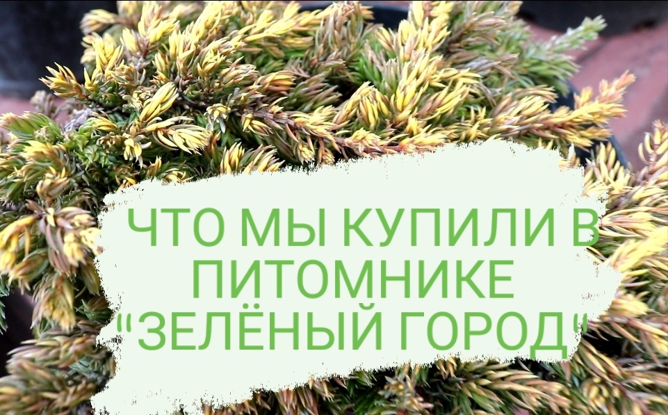 ОБЗОР ПОКУПОК ИЗ ПИТОМНИКА "ЗЕЛЁНЫЙ ГОРОД". МОЖЖЕВЕЛЬНИКИ ИЗ ПИТОМНИКА