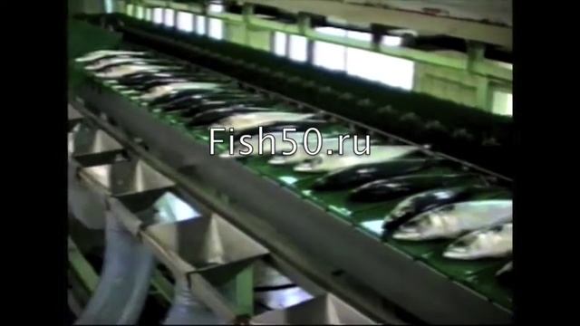Грейдеры поточные весовые. Линии сортировки рыбы. Разные варианты