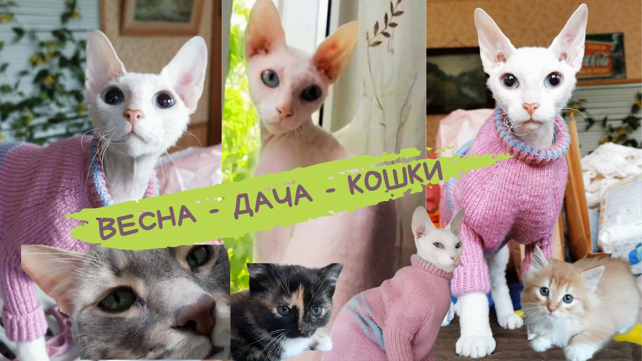 #358 ВЕСНА ? ДАЧА ☘ КОШКИ ?