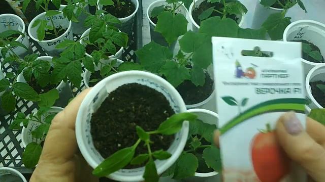 Небольшой обзор моих растишек для раннего урожая