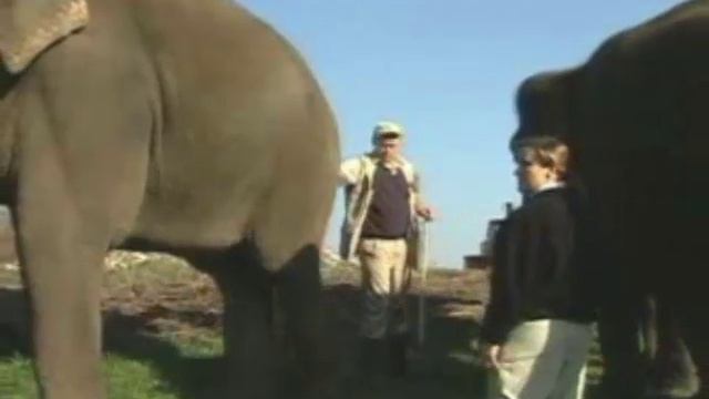 A2-02 Happy Elephants