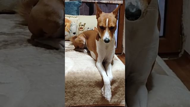 Добро-утренний Лео